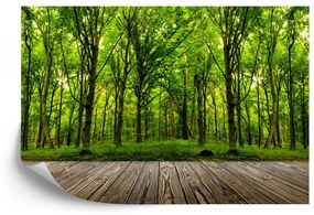 Fototapeta Vstupte Do Temně Zeleného Lesa Samolepící tapety 360x240