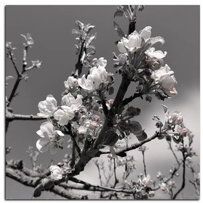 Obraz na plátně - Kvetoucí jabloň - čtverec 347ČA (50x50 cm)