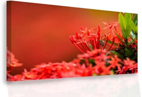 Malvis ® Moderní obraz - červené květy Velikost (šířka x výška): 120x80 cm