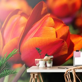 Samolepící fototapeta nádherné tulipány na louce - 450x300 cm