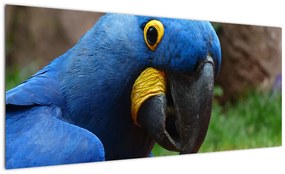 Obraz - papoušek (100x40cm)