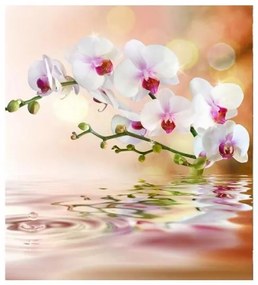 DIMEX | Vliesová fototapeta na zeď Bílá orchidej MS-3-0147 | 225 x 250 cm | bílá, zelená, růžová, oranžová
