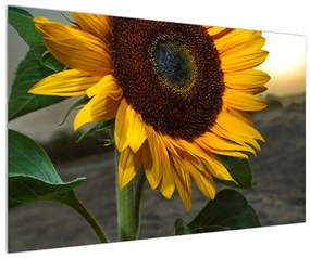 Obraz slunečnice (120x80 cm)