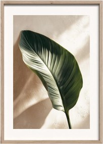 Tištěný obraz s rámem 50x70 cm Strelizia Leaf – Styler