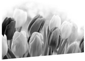 Černobílý obraz pučících tulipánů (90x60 cm)