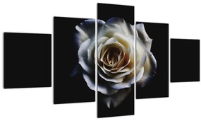 Obraz bílé růže (125x70 cm)