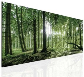 Malvis ® Obraz ranní slunce v lese Velikost (šířka x výška): 70x30 cm