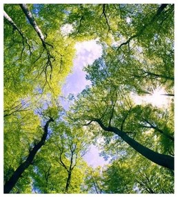DIMEX | Vliesová fototapeta na zeď Stromy v oblacích MS-3-0104 | 225 x 250 cm | zelená, modrá, hnědá