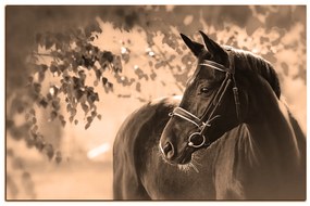 Obraz na plátně - Černý kůň 1220FA (100x70 cm)