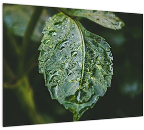 Skleněný obraz - kapky na listě (70x50 cm)