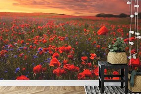 Fototapeta Poppy Field Hladký vinyl 104x70.5