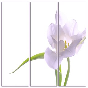 Obraz na plátně - Tulipán - čtverec 381FB (75x75 cm)