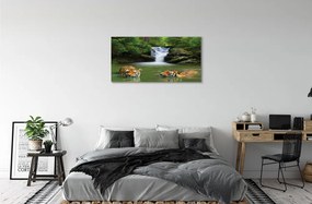 Obrazy na plátně vodopád tygři 120x60 cm