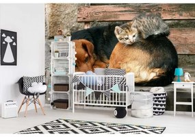 DIMEX | Samolepicí vliesová fototapeta na zeď Kočka a pes MA-5-0221 | 375 x 250 cm | černá, hnědá, šedá