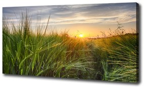Wallmuralia Foto obraz na plátně Pole pšenice 100x50