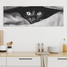 Obraz na plátně - Najdi kočku, kočka v bílé přikrývce FeelHappy.cz Velikost obrazu: 240 x 80 cm