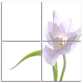 Obraz na plátně - Tulipán - čtverec 381FD (60x60 cm)