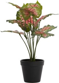 Umělá rostlina (výška 40 cm) Caladium – Light &amp; Living