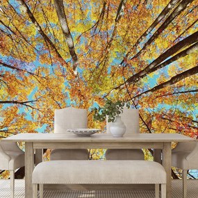 Samolepící fototapeta podzimní koruny stromů - 150x100 cm