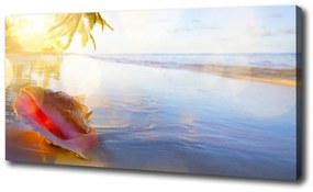 Wallmuralia Foto obraz na plátně Mušle na pláži 100x50