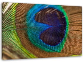 Obraz na plátně Ptačí pírko páva - 90x60 cm