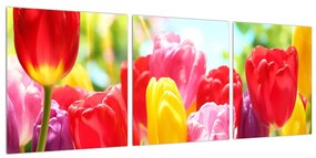 Obraz tulipánů  (90x30 cm)
