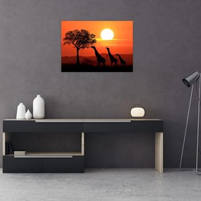 Skleněný obraz žiraf při západu slunce (70x50 cm)