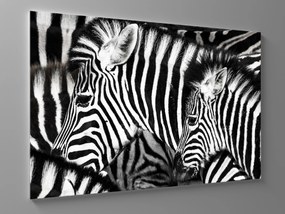 Liox Černobílý obraz zebry Rozměr: 100 x 65 cm