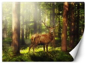 Fototapeta, Jelen Zvířata Les Příroda - 150x105 cm