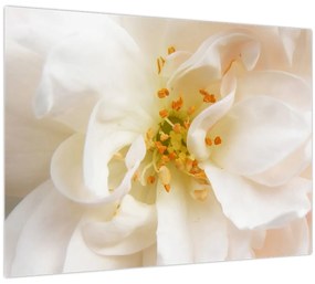 Obraz - Květ (70x50 cm)