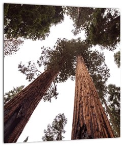 Obraz - Pohled skrz koruny stromů (30x30 cm)