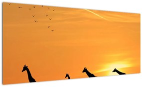 Moderní obraz - žirafy (100x40cm)