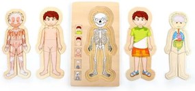 Puzzle puzzle - anatomie tim