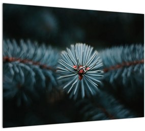 Obraz větvičky jehličnatého stromu (70x50 cm)
