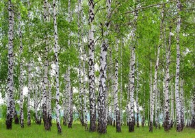 Fototapeta na zed' Břízová Alej | 360 x 254 cm | DFTS1304