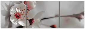 Obraz na plátně - Květ třešně - panoráma 558FC (120x40 cm)