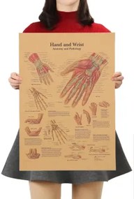 Plakát Anatomie člověka, zápěstí, č.297, 42 x 30 cm