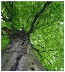 DIMEX | Vliesová fototapeta na zeď Koruna stromu MS-3-0101 | 225 x 250 cm | šedá, zelená