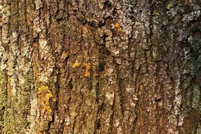 DIMEX | Samolepicí vliesová fototapeta na zeď Kůra stromu s mechem MA-5-2336 | 375 x 250 cm | zelená, bílá, hnědá