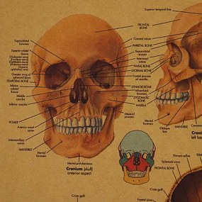 Plakát Lidská anatomie, Lebka č.275, 41.5 x 30.5 cm