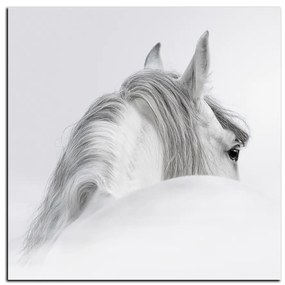 Obraz na plátně - Andaluský kůň v mlze - čtverec 3219A (80x80 cm)