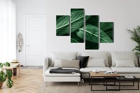 Vícedílný obraz Salvia Listy Na Makro Měřítku Nedostatek Nedostatek Přírodní plátno 240x150