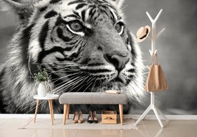 Tapeta černobílý tygr - 375x250 cm