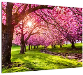 Skleněný obraz rozkvetlých třešní, Hurd Park, Dover, New Jersey (70x50 cm)