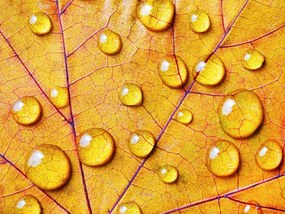 Vícedílný obraz Kapky Vody Na Podzimní Listí Makro Nedostatek Nedostatek Přírodní plátno 120x90