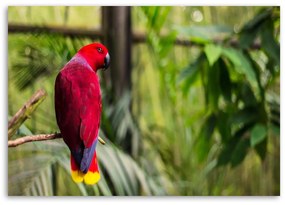 Gario Obraz na plátně Papoušek z ráje Rozměry: 60 x 40 cm
