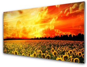 Obraz na skle Louka Slunečnice Květiny 100x50 cm