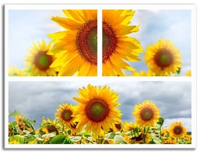 Malvis ® Obraz zářivá slunečnice Velikost: 160x120 cm