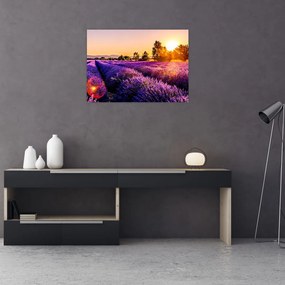 Skleněný obraz levandulového pole, Provence (70x50 cm)