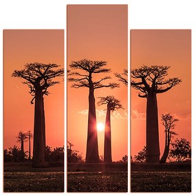 Obraz na plátně -  Baobaby při západu slunce - čtverec... 305FC (75x75 cm)